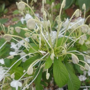 Musical Note Clerodendrum - Etsy