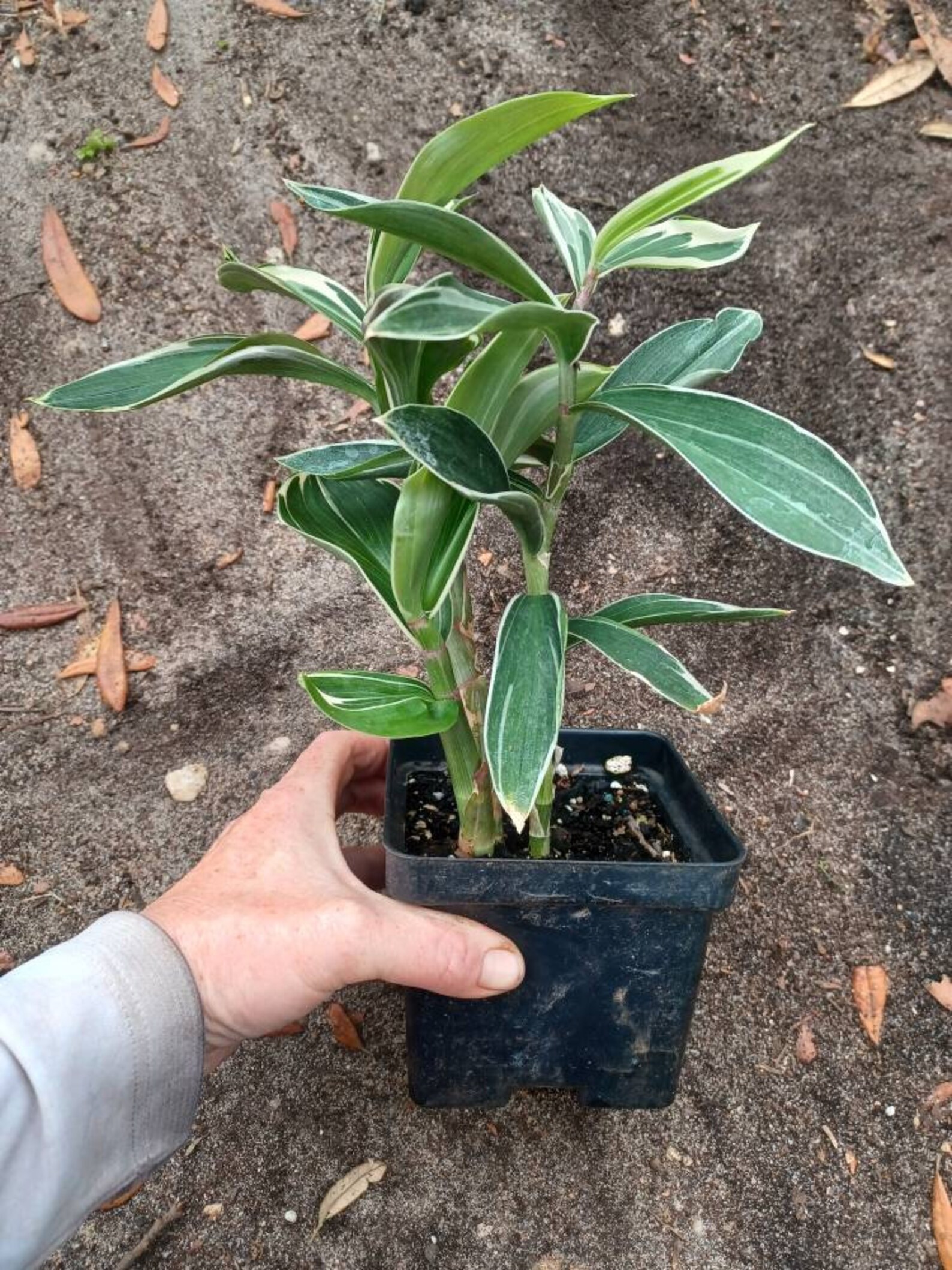 Variegated Spiral Ginger Costus Arabicus Variegatus - Etsy