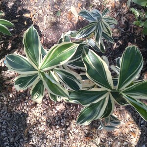 Variegated Spiral Ginger - Costus Arabicus Variegatus - Etsy