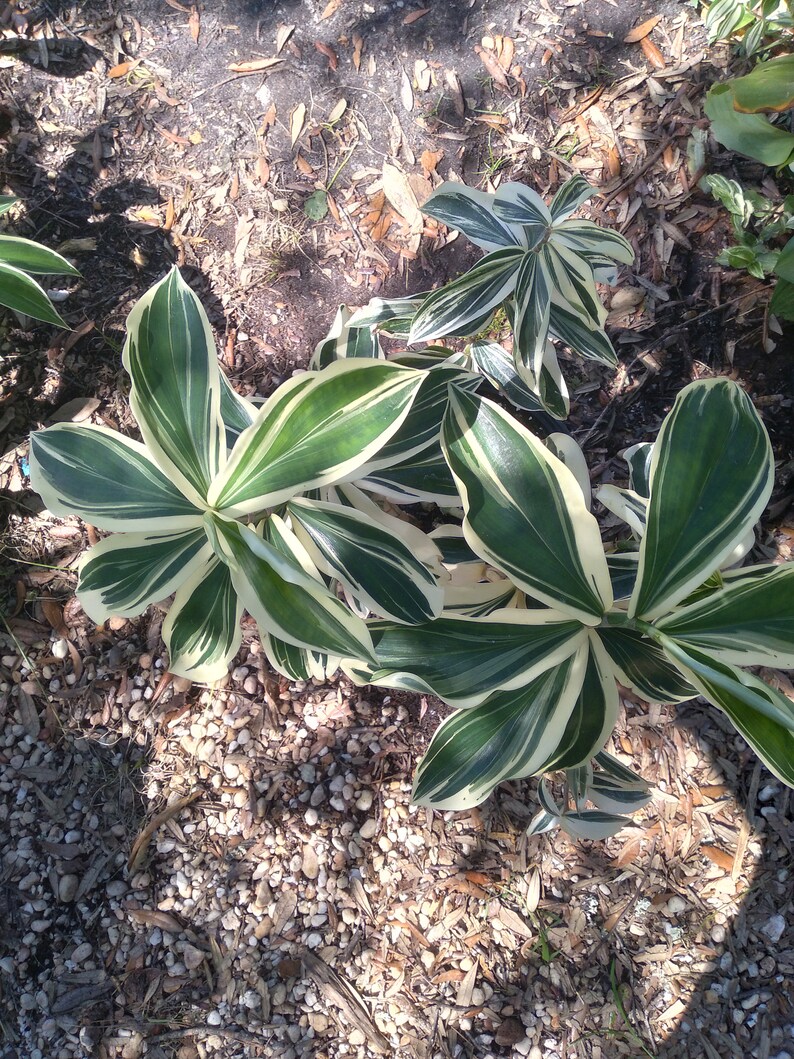 Variegated Spiral Ginger - Costus Arabicus Variegatus - Etsy