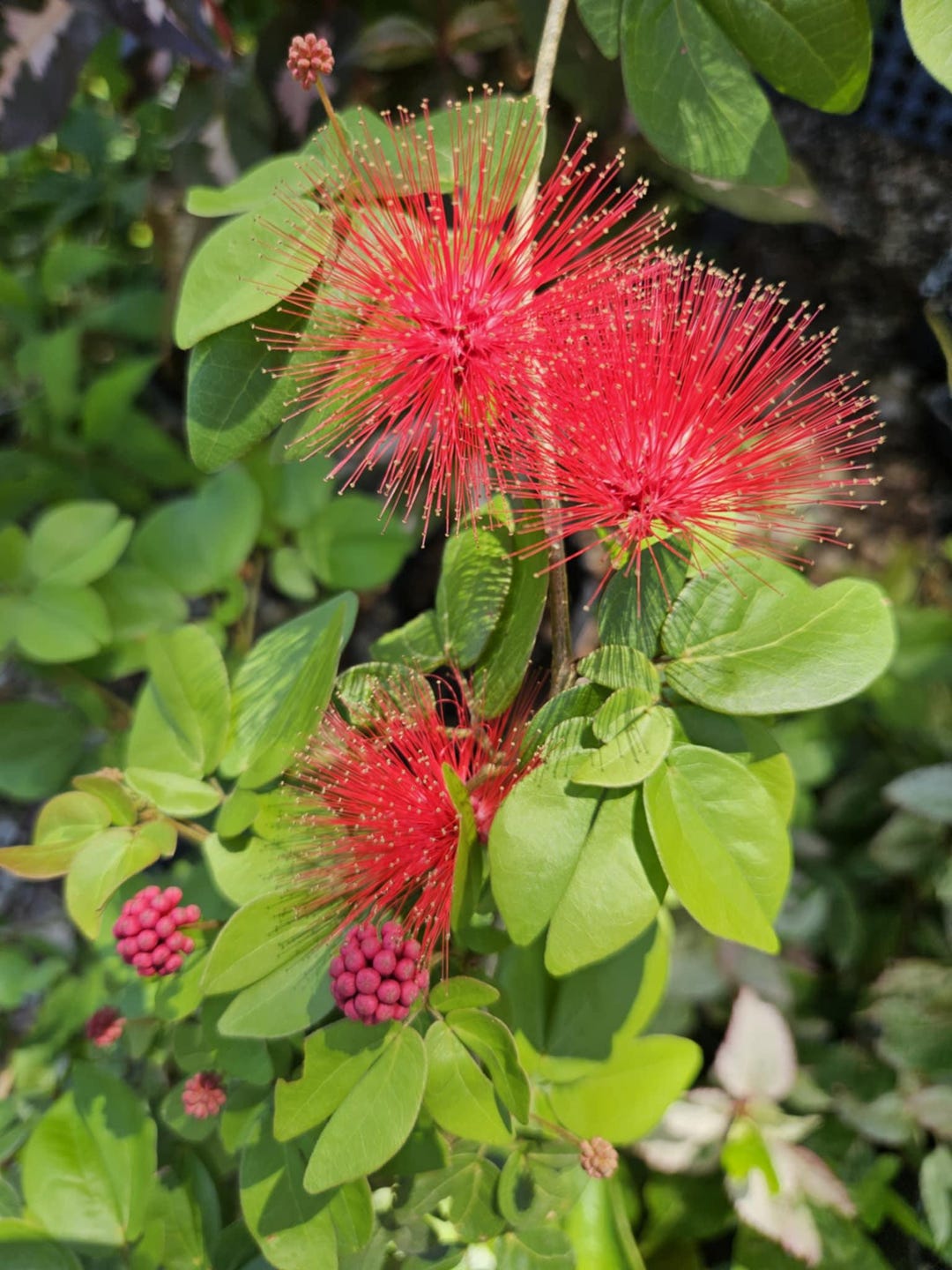 Dwarf Powderpuff Tree/bush - Etsy