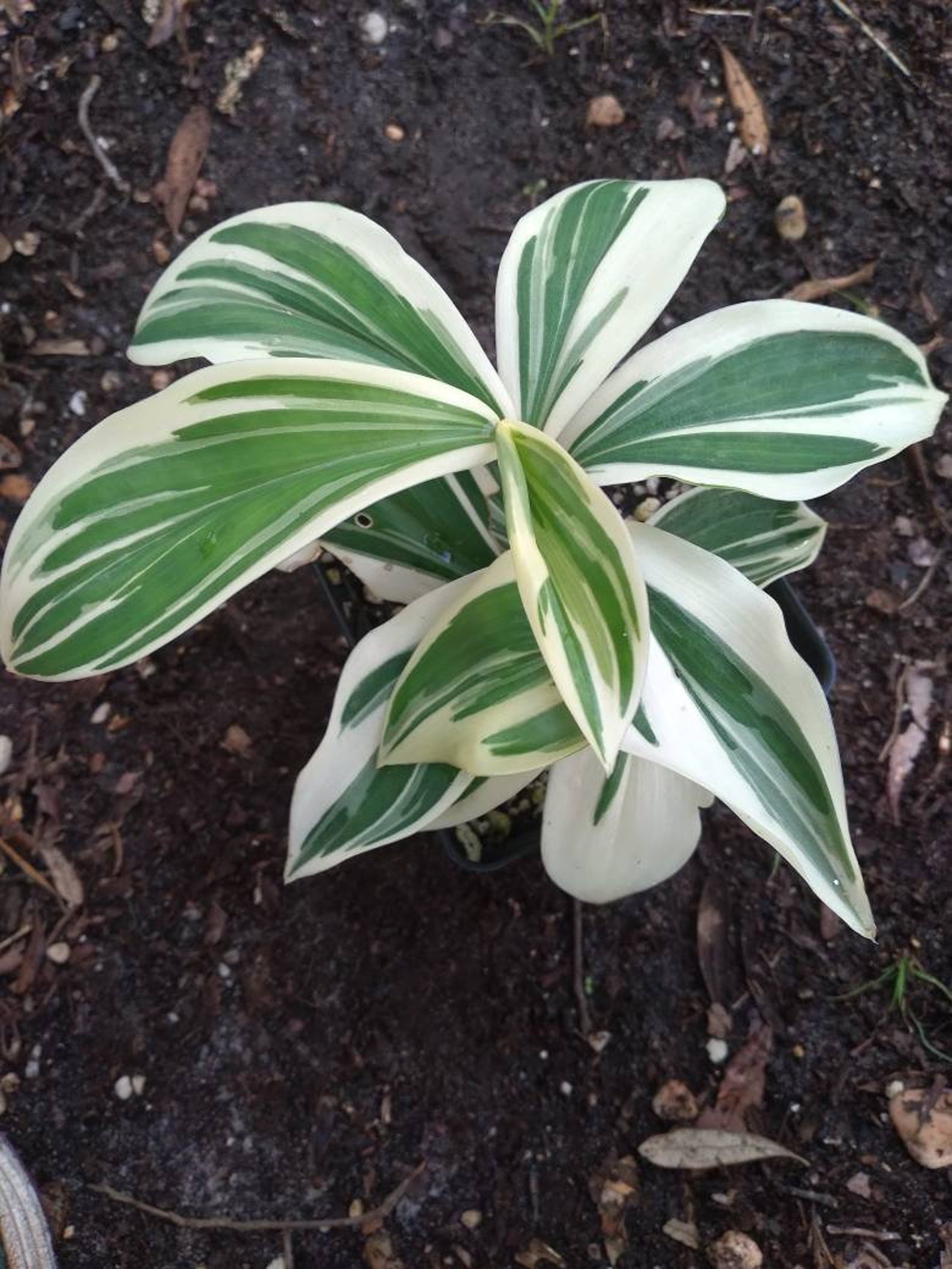 Variegated Spiral Ginger Costus Arabicus variegatus | Etsy