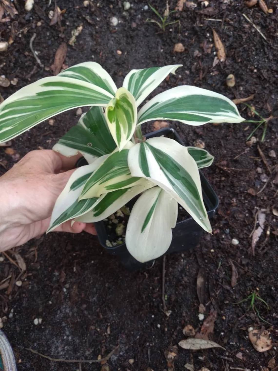 Variegated Spiral Ginger Costus Arabicus variegatus | Etsy