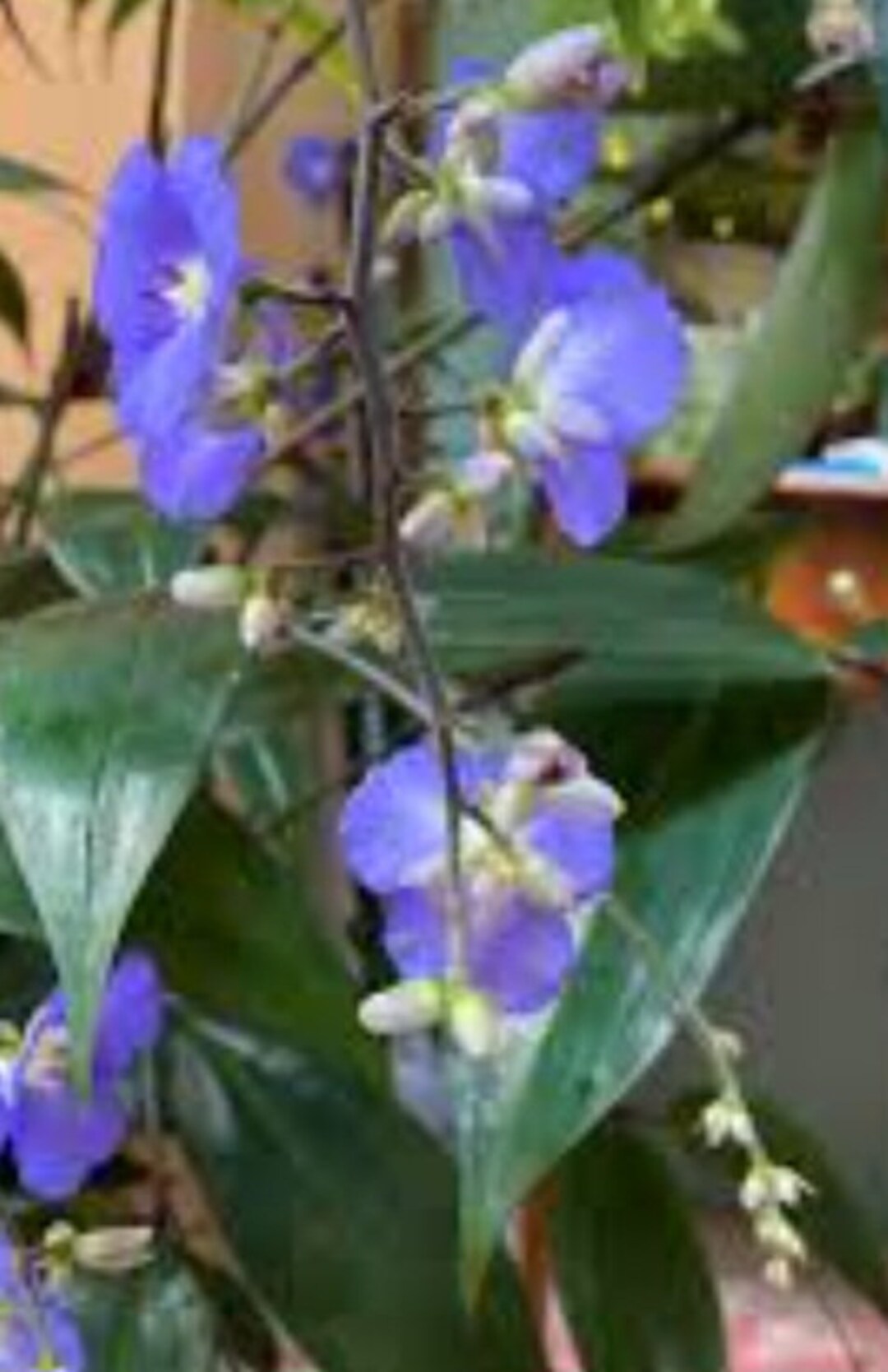 Weeping Blue Ginger - Etsy