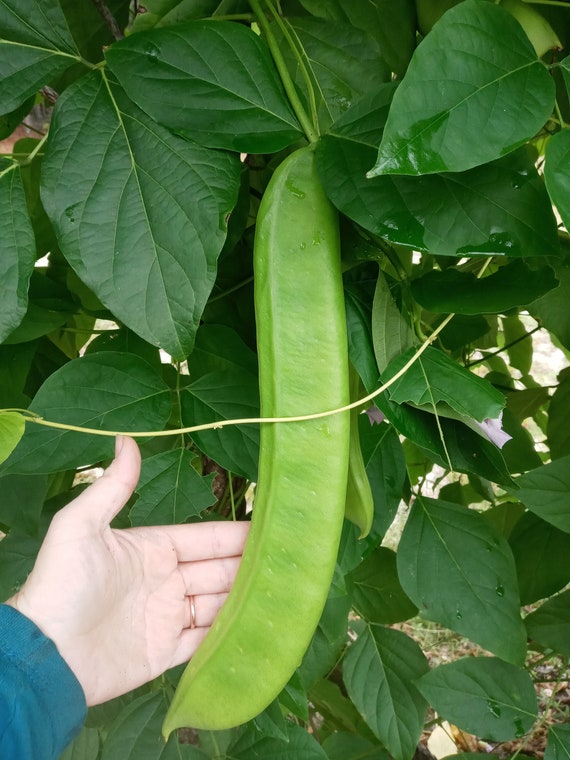 Giant Sword Beans Canavalia Gladiata - Etsy
