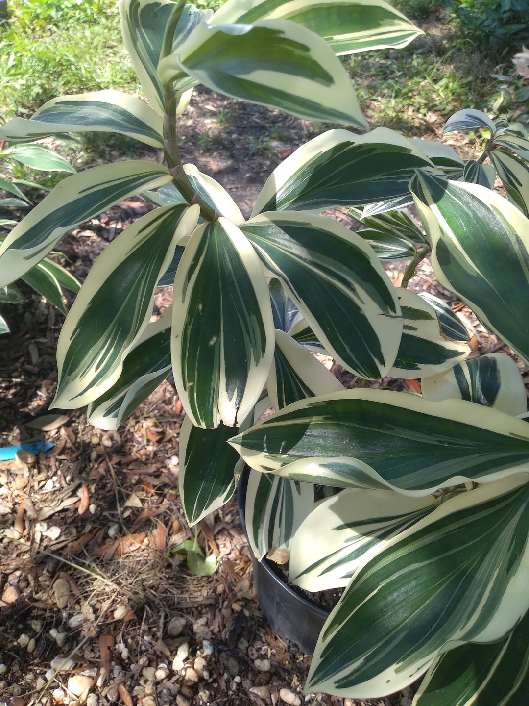 Variegated Spiral Ginger - Costus Arabicus Variegatus - Etsy