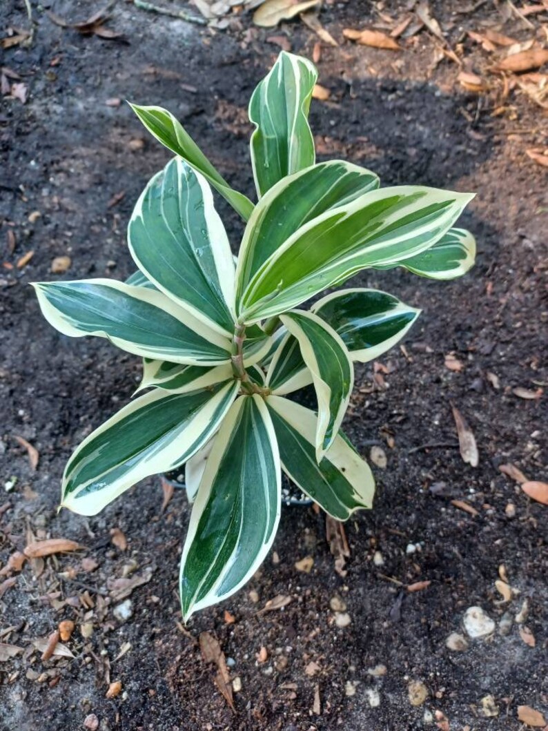 Variegated Spiral Ginger Costus Arabicus Variegatus - Etsy