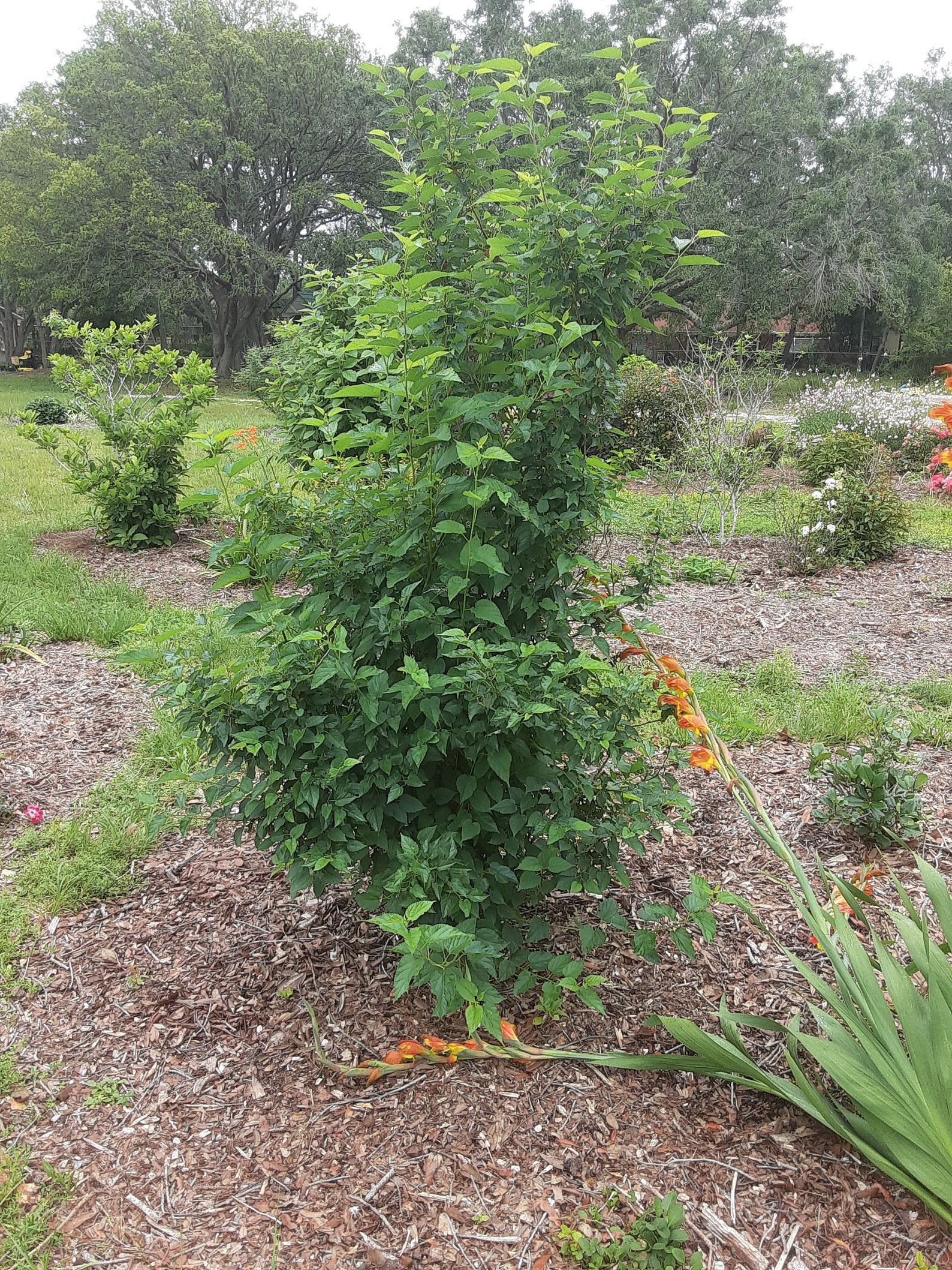 Dwarf Everbearing Mulberry Tree | Etsy