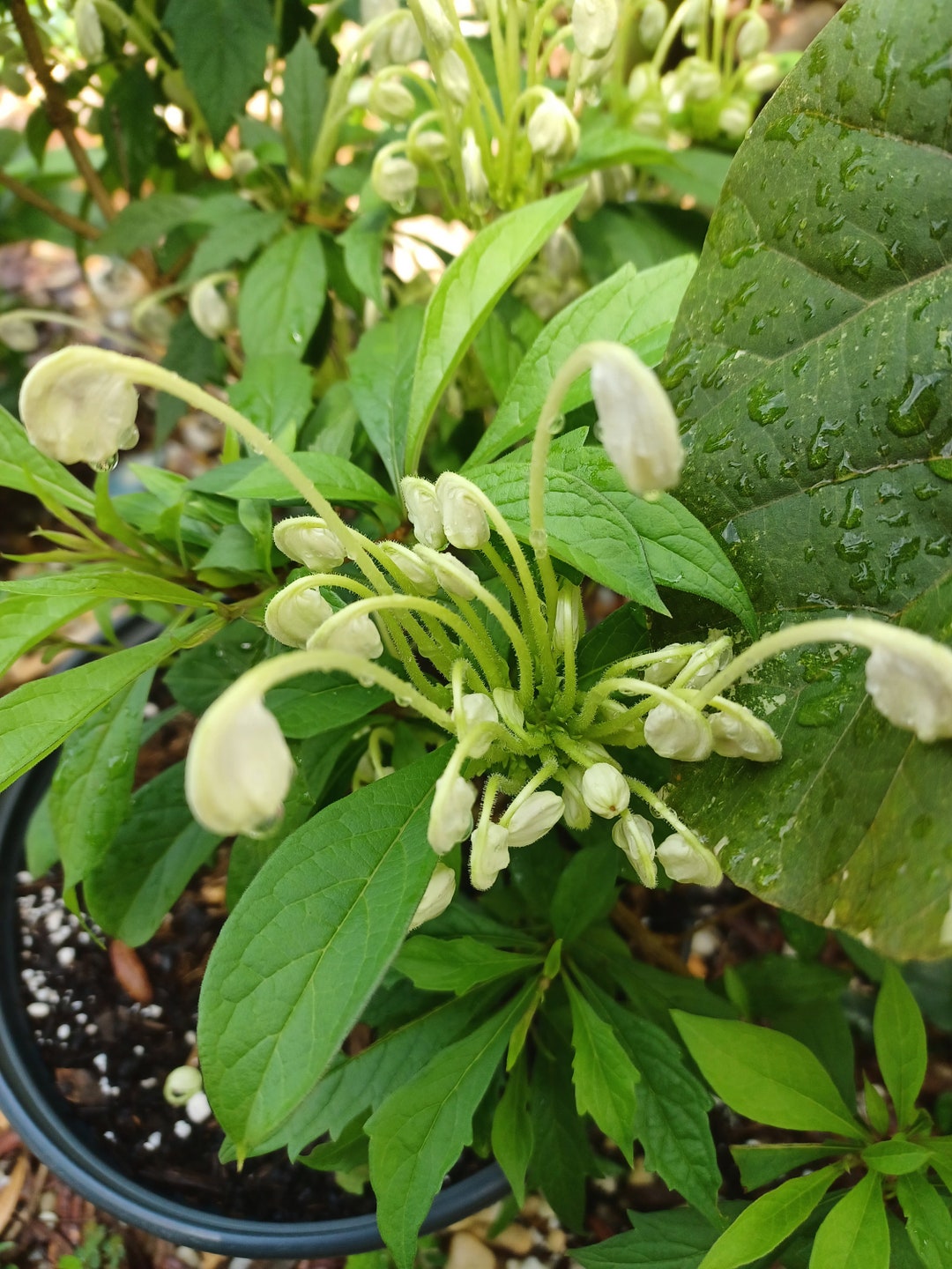 Musical Note Clerodendrum - Etsy