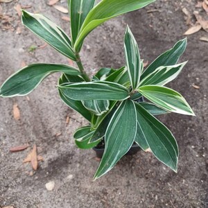 Variegated Spiral Ginger Costus Arabicus Variegatus - Etsy