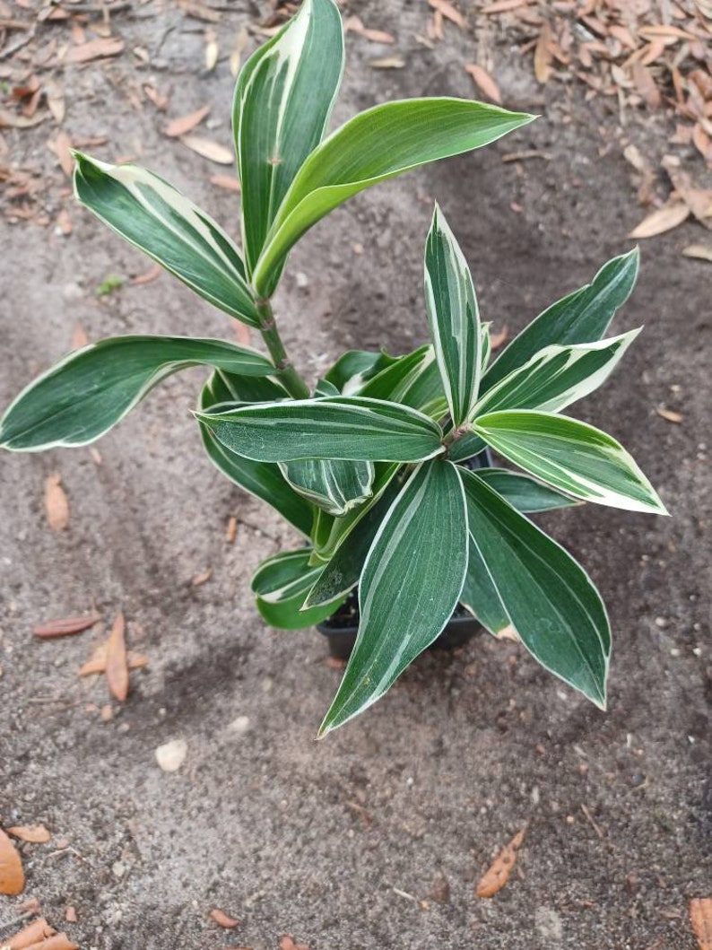 Variegated Spiral Ginger Costus Arabicus Variegatus - Etsy
