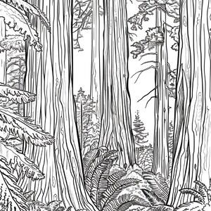 Redwood National Park - Etsy