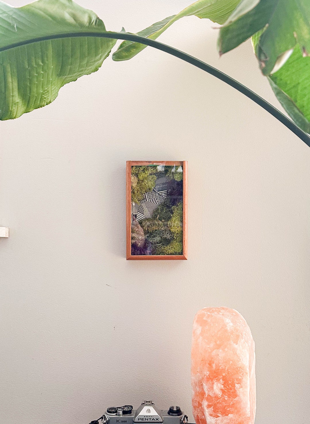 Cigar Box Moss Art | Shadow Box With Real Living Moss - Etsy