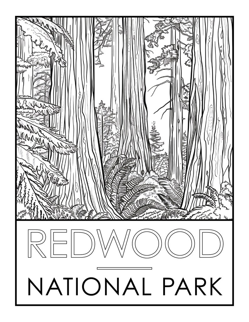 Redwood National Park - Etsy
