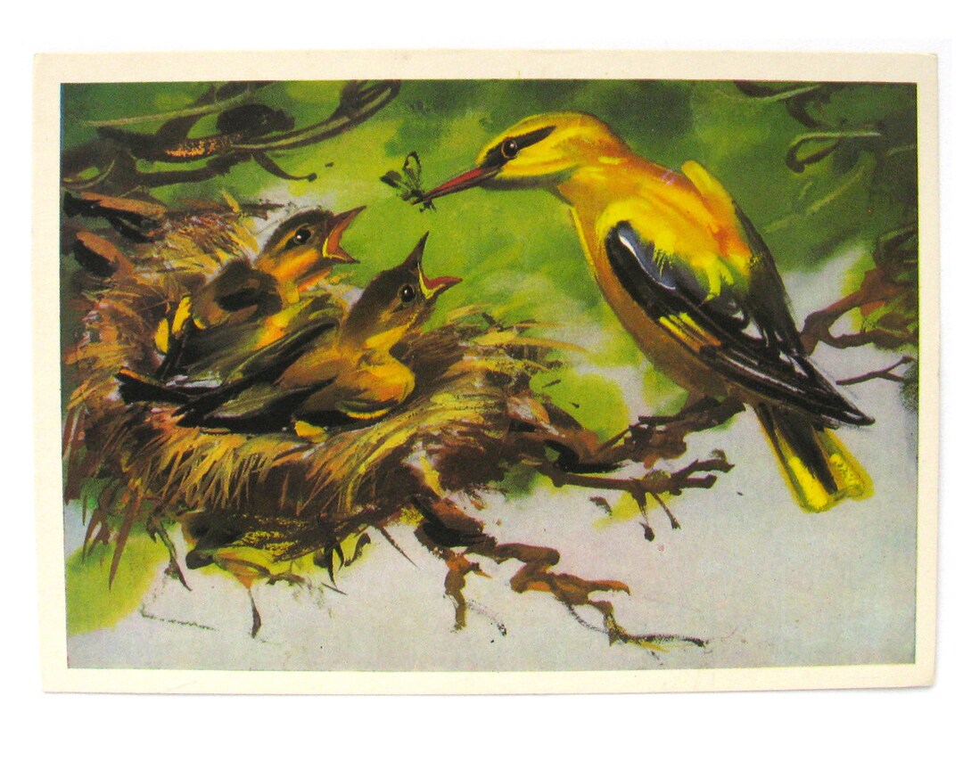 Bird Postcard Oriole Wild Fauna Illustration Kanevsky - Etsy