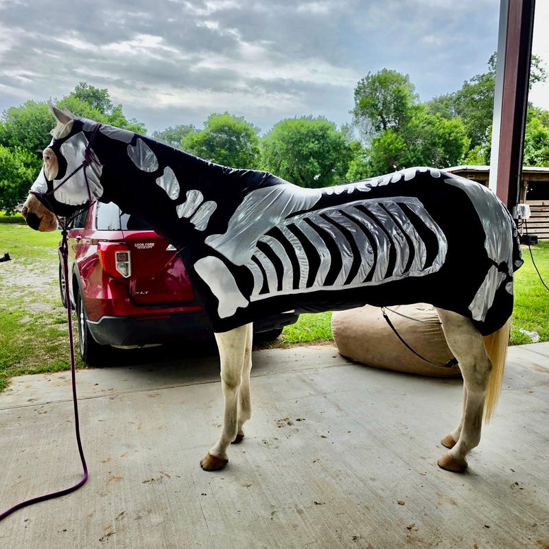 Skeleton Horse - Etsy