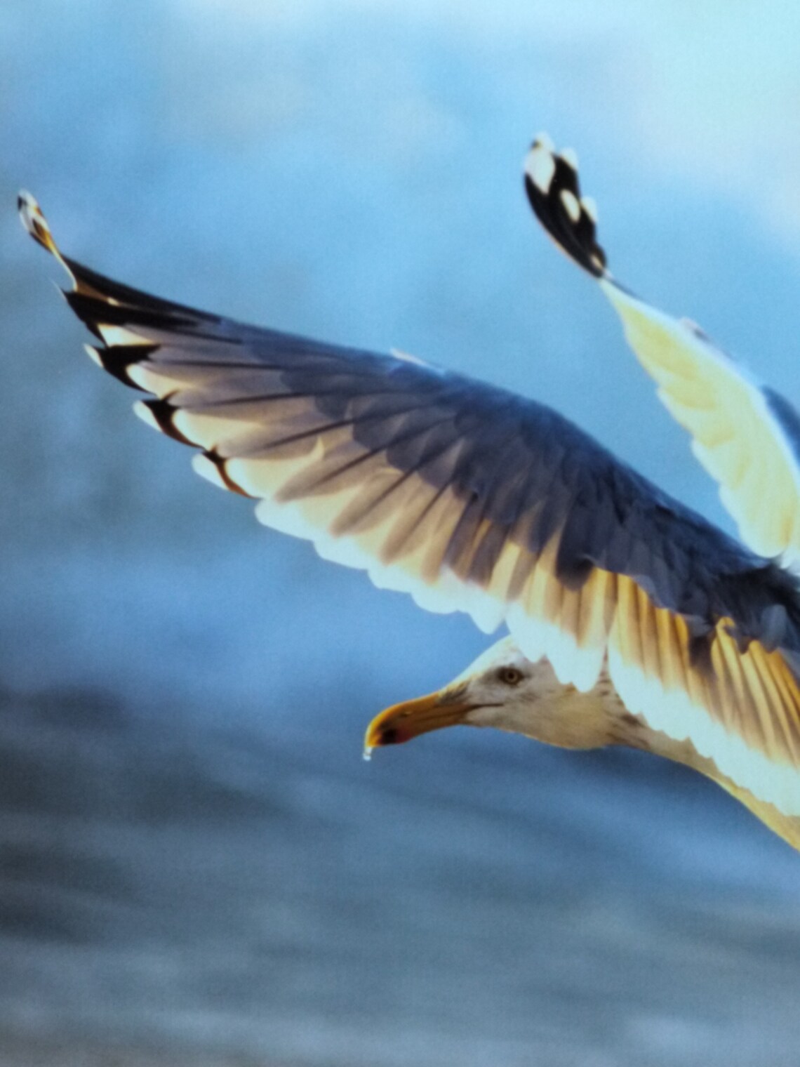 Photography Print, Atlantic Ocean, Maryland, Seagull Flying at the ...