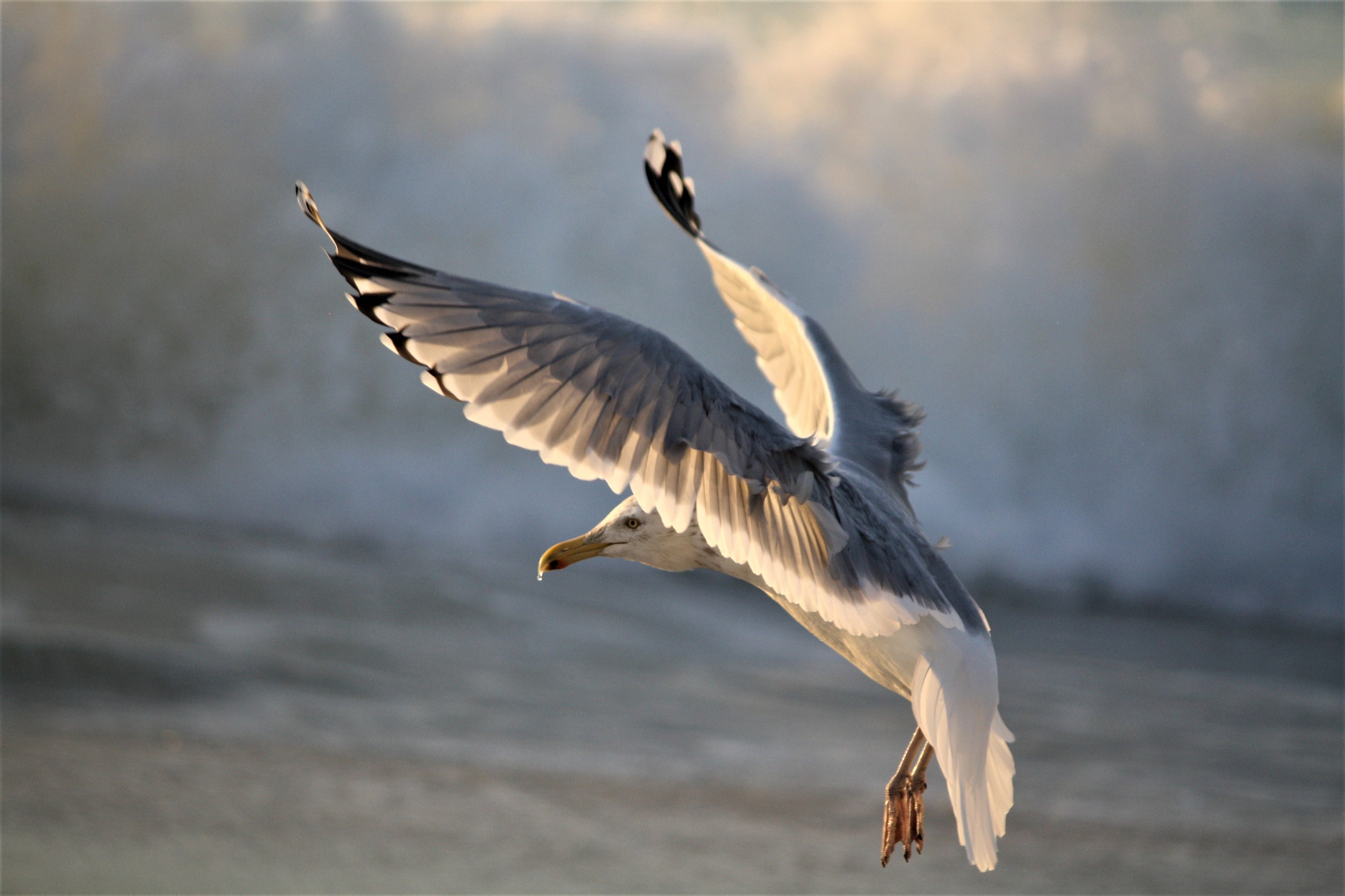 Photography Print, Atlantic Ocean, Maryland, Seagull Flying at the ...