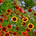 TEXAS WILDFLOWERS, "firewheel, Indian Blanket, and Prairie Verbena ...