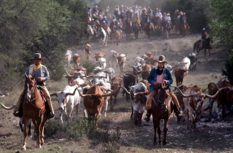LONGHORN CATTLE DRIVE on the Y O Ranch in Mountain Home, Texas. - Etsy