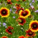 TEXAS WILDFLOWERS, "firewheel, Indian Blanket, and Prairie Verbena ...