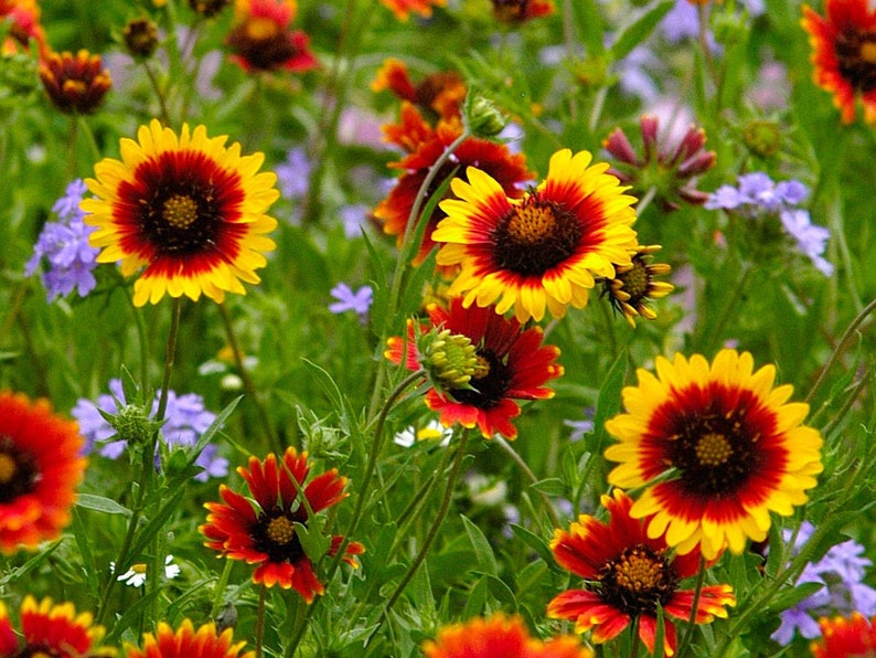 TEXAS WILDFLOWERS, "firewheel, Indian Blanket, and Prairie Verbena ...