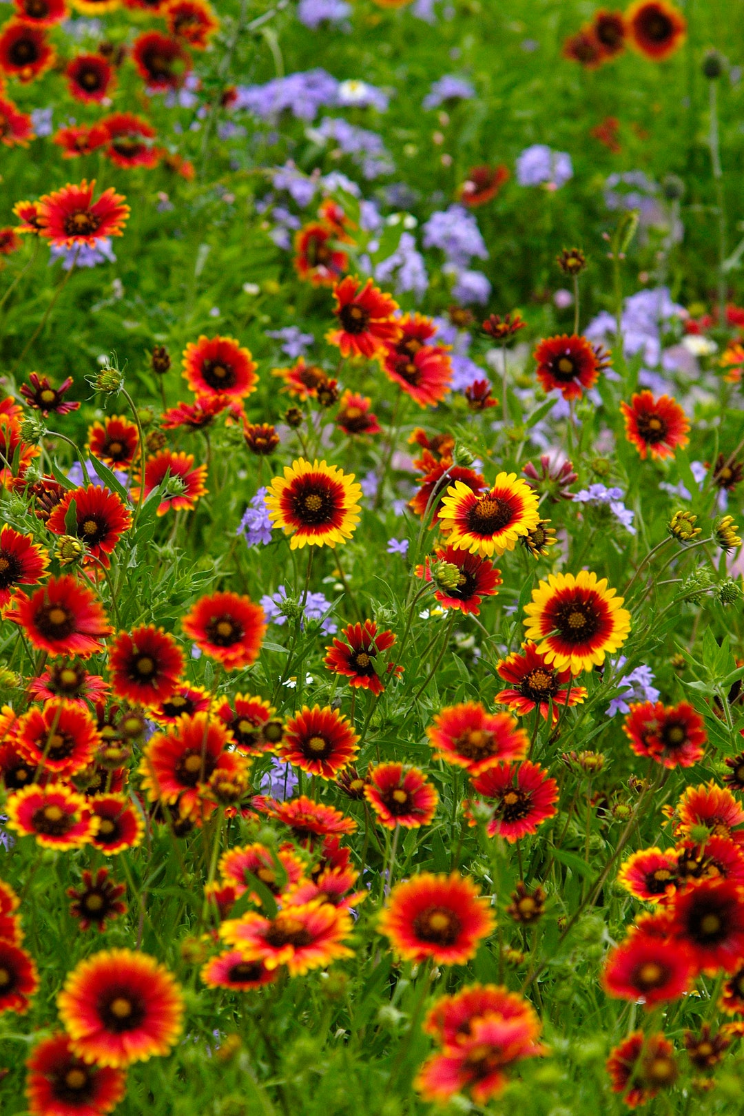 TEXAS WILDFLOWERS, "firewheel, Indian Blanket, and Prairie Verbena ...