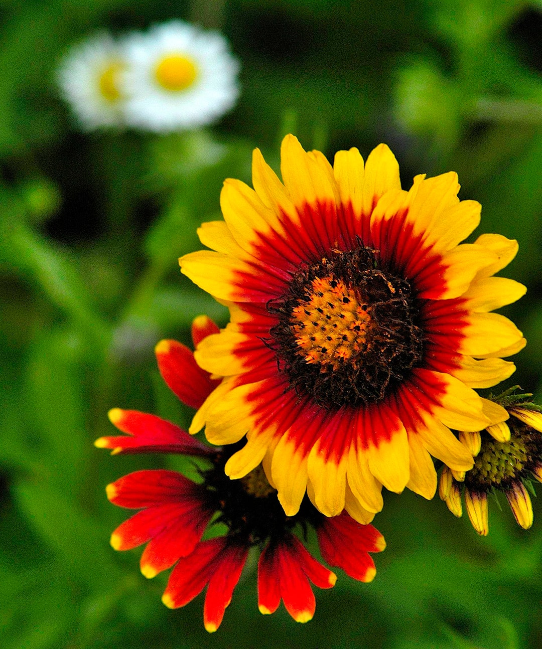 FIREWHEEL--TEXAS WILDFLOWER, Photographed in the Texas Hill Country. - Etsy
