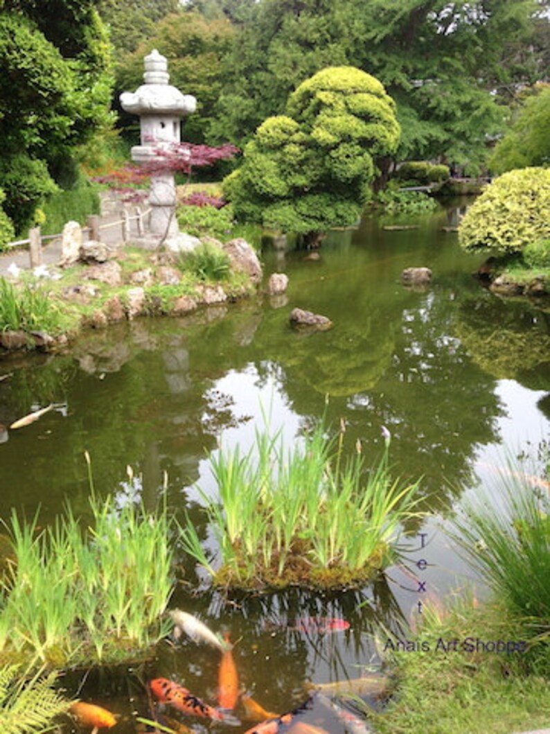 Japanese Garden Koi Fish Pond Photo Landscape San Francisco California ...