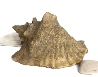 Petrified shell | Etsy