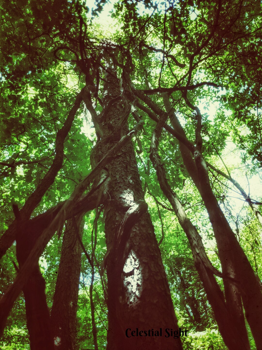 Tree Pose - Digital Download - Etsy