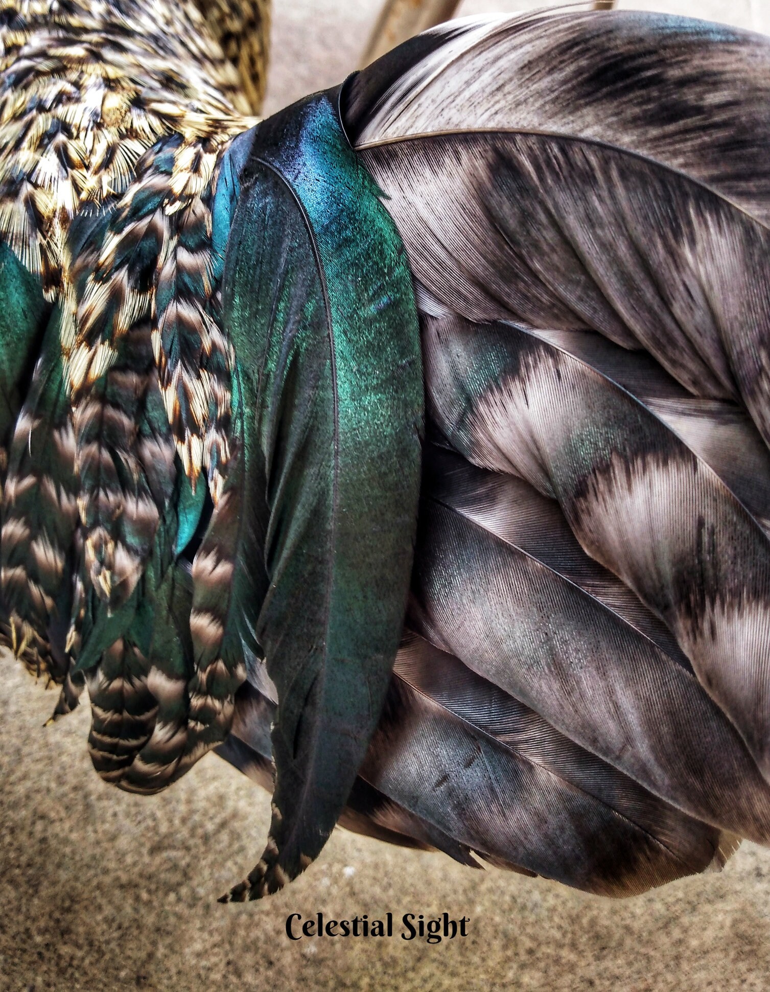 Rooster Feathers Digital Download - Etsy