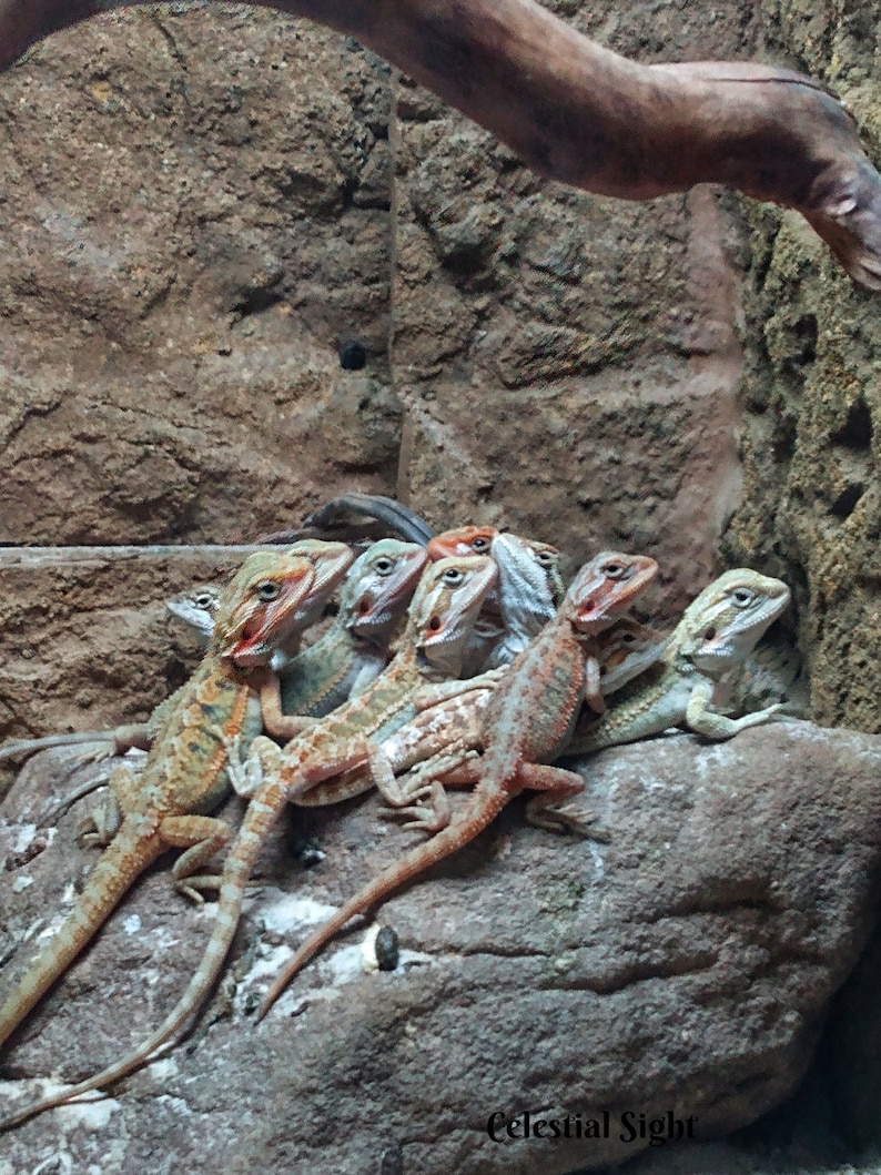Pack O Lizards - Bearded Dragons - Digital Download - Etsy