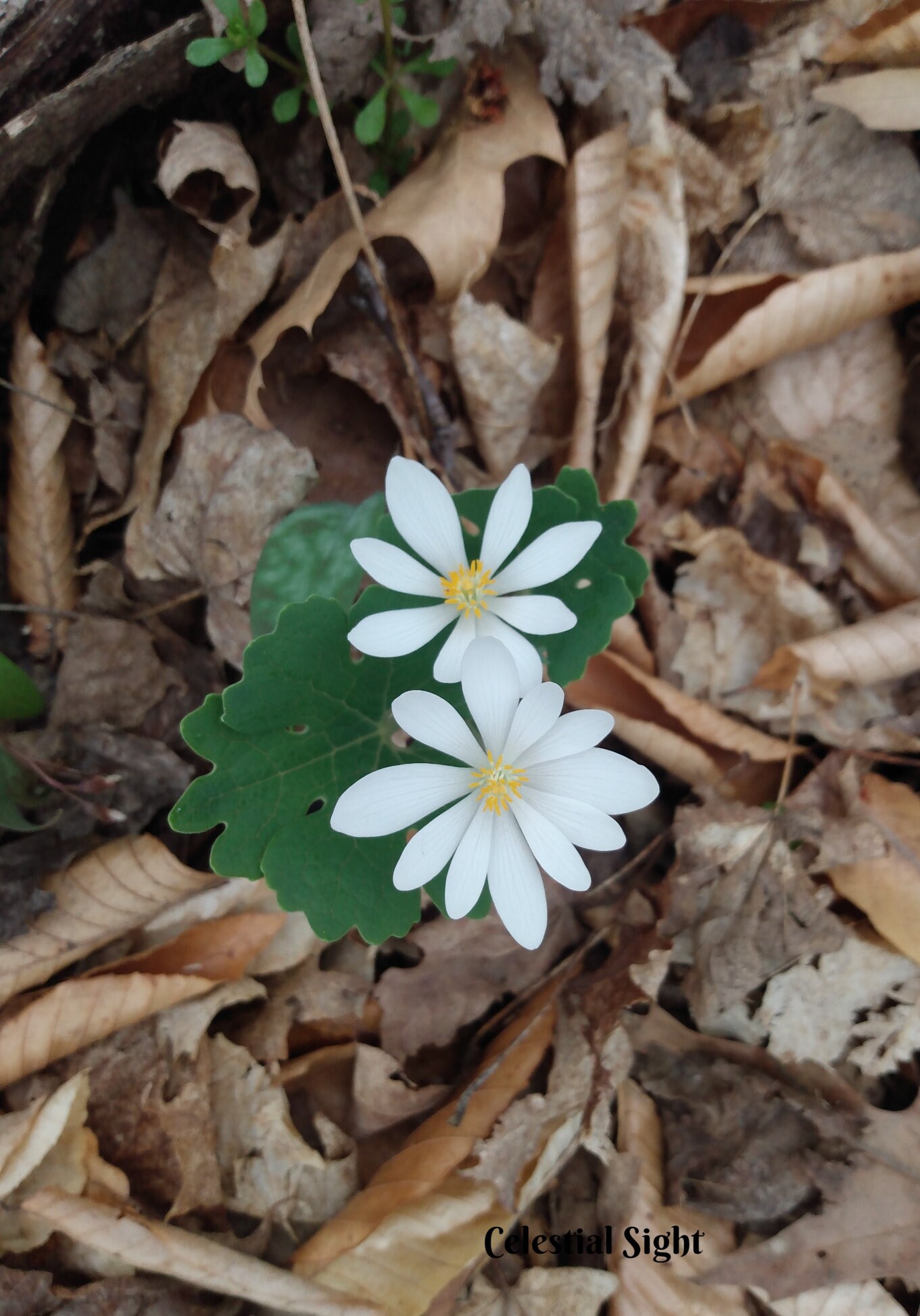 Bloodroot Digital Download - Etsy