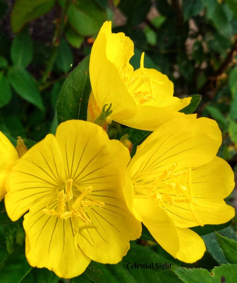 Yellow Primrose - Digital Download - Etsy