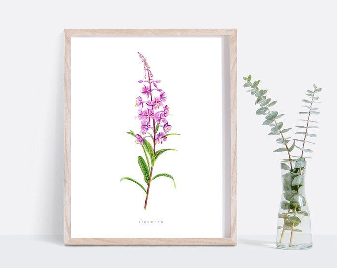 Fireweed Art Print Watercolor Fireweed, Fireweed Botanical Illustration ...