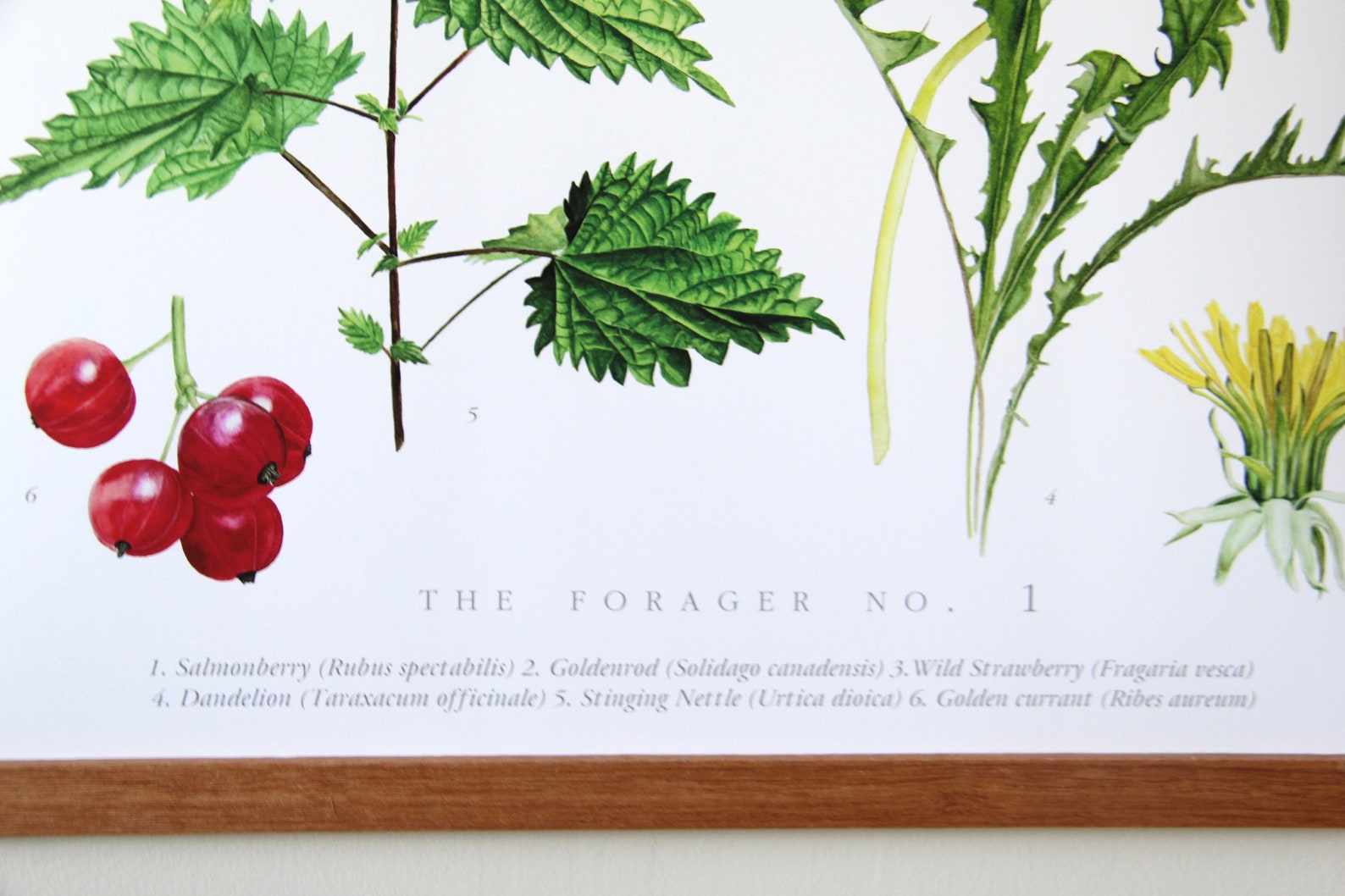 The Forager No. 1 Edible Wild Foods Poster Foraging Poster - Etsy