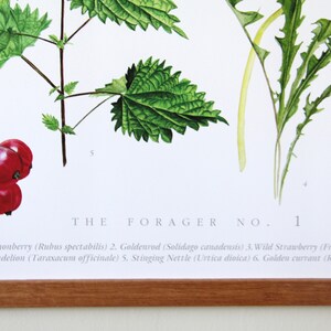 The Forager No. 1- Edible Wild Foods Poster, Foraging Poster, Edible ...