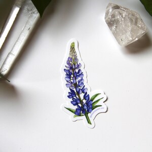 Watercolor Lupine Sticker- Lupine Vinyl Sticker, Wildflower Stickers ...