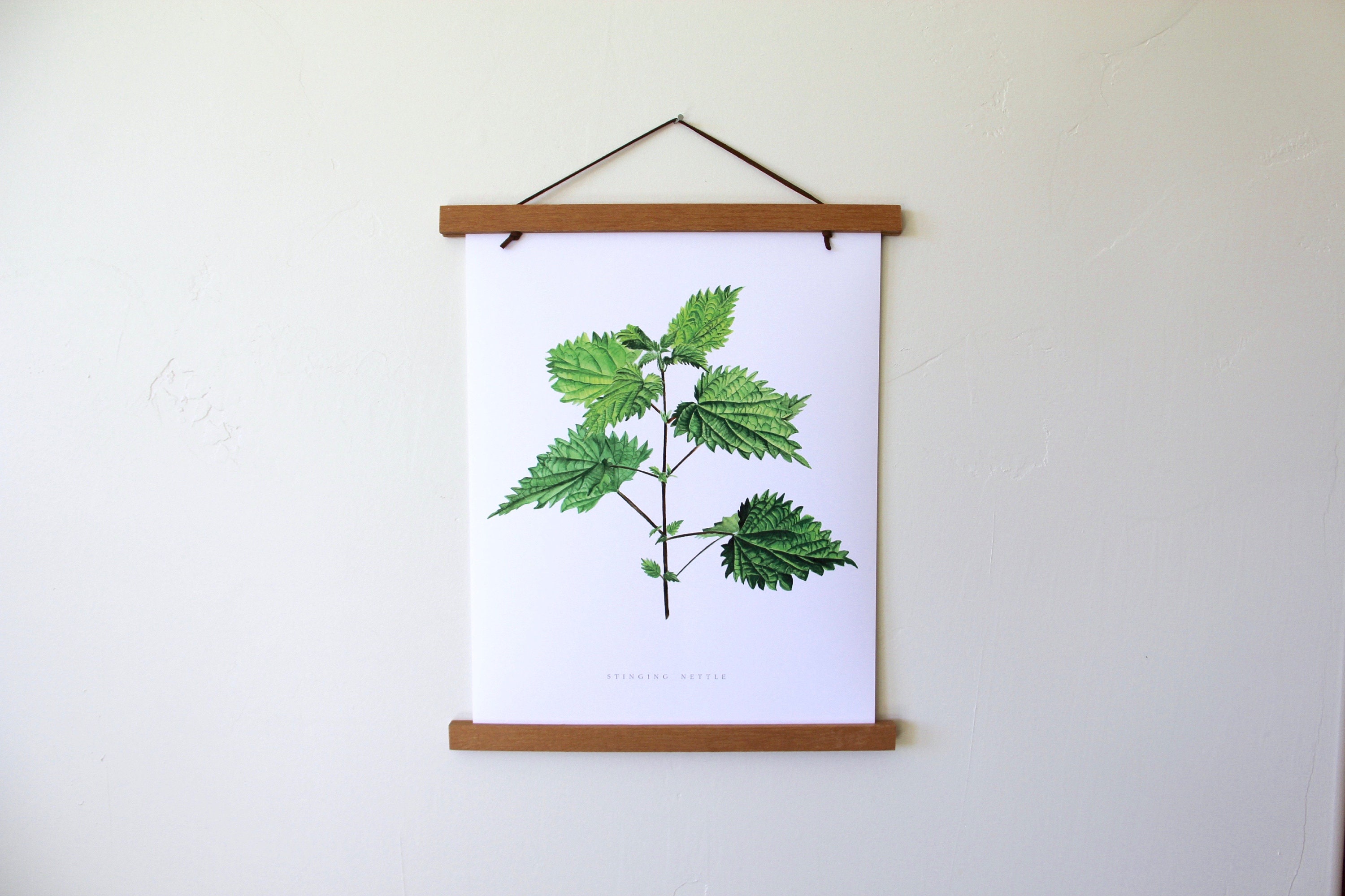 Stinging Nettle Botanical Art Print- Watercolor Botanical Illustration ...