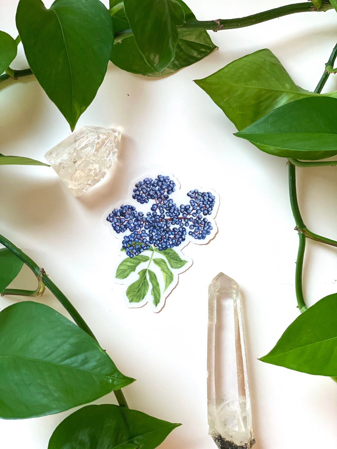 Elderberry Herbal Botanical Sticker- Watercolor Botanical Sticker ...