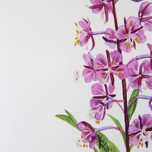 Fireweed Art Print- Watercolor Fireweed, Fireweed Botanical ...