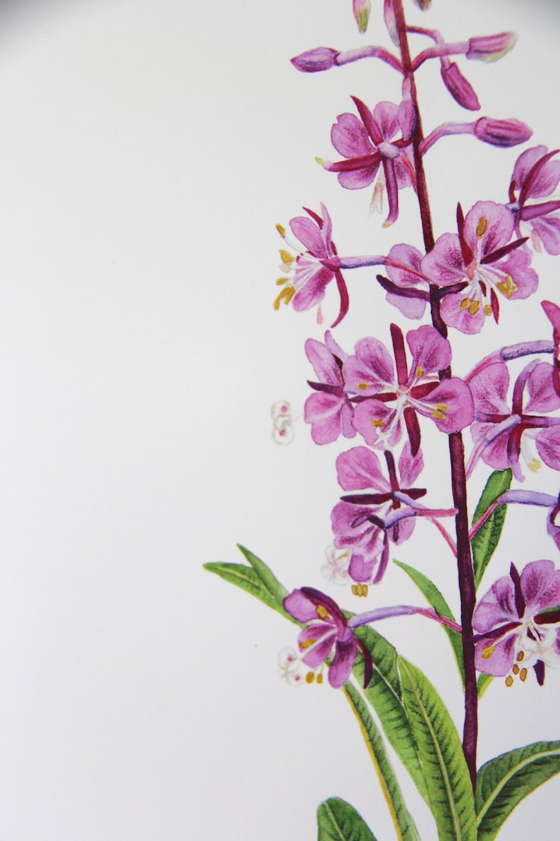 Fireweed Art Print Watercolor Fireweed Fireweed Botanical - Etsy