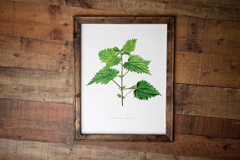 Stinging Nettle Botanical Art Print- Watercolor Botanical Illustration ...