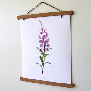 Fireweed Art Print- Watercolor Fireweed, Fireweed Botanical ...