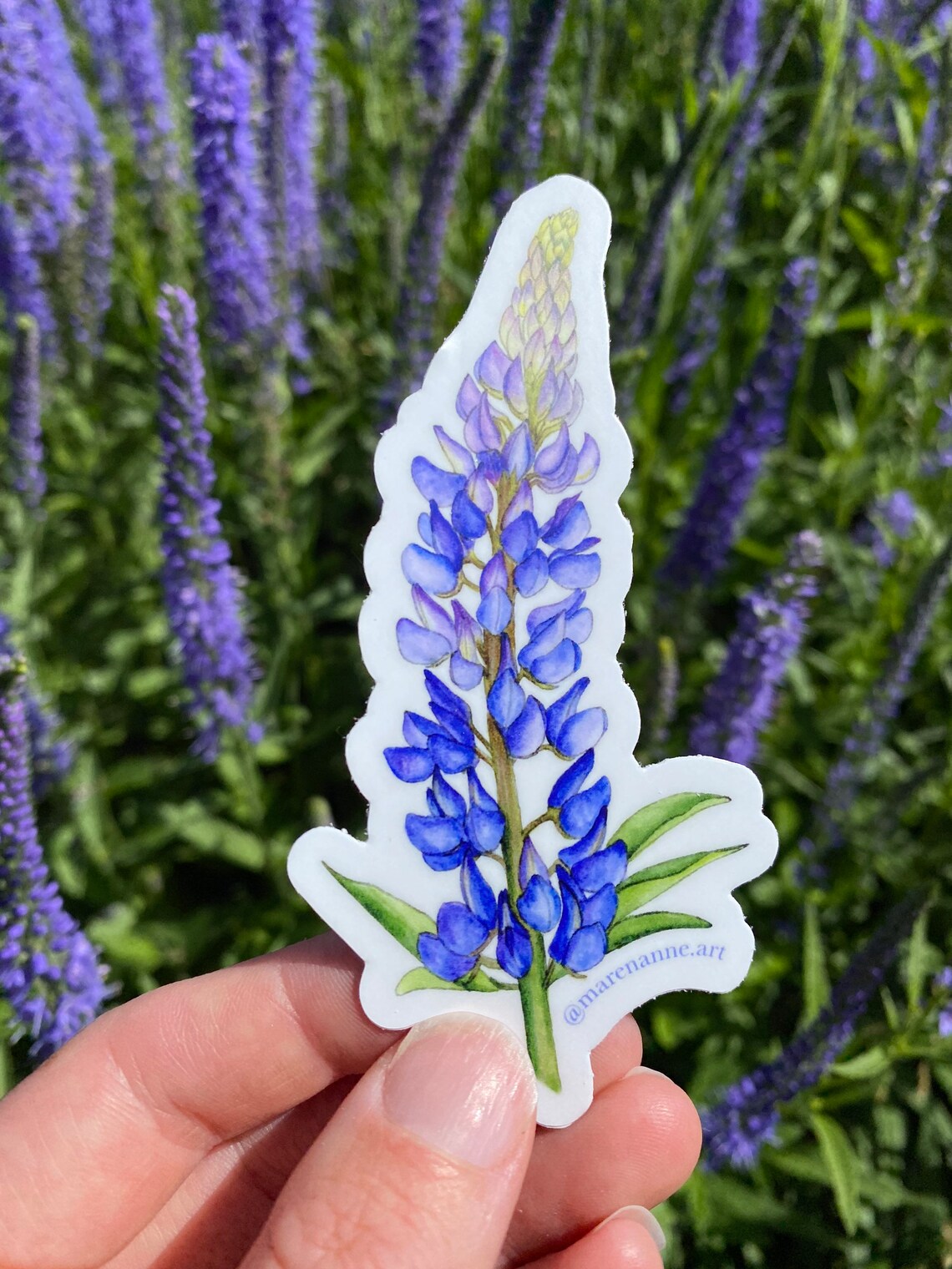 Watercolor Lupine Sticker- Lupine Vinyl Sticker, Wildflower Stickers ...