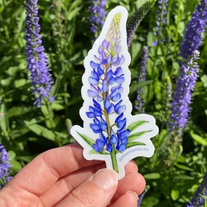 Watercolor Lupine Sticker- Lupine Vinyl Sticker, Wildflower Stickers ...