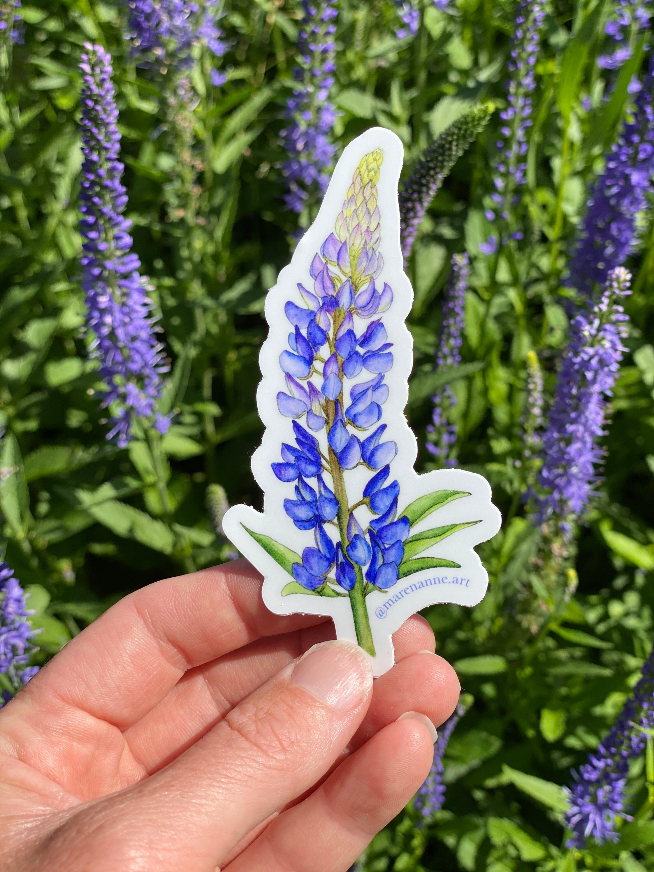 Watercolor Lupine Sticker Lupine Vinyl Sticker Wildflower | Etsy