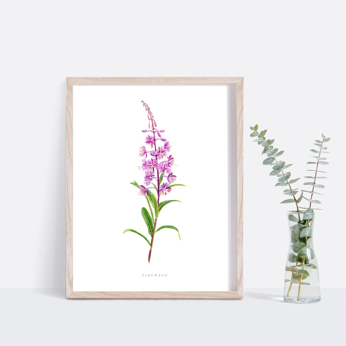 Fireweed Art Print Watercolor Fireweed Fireweed Botanical - Etsy