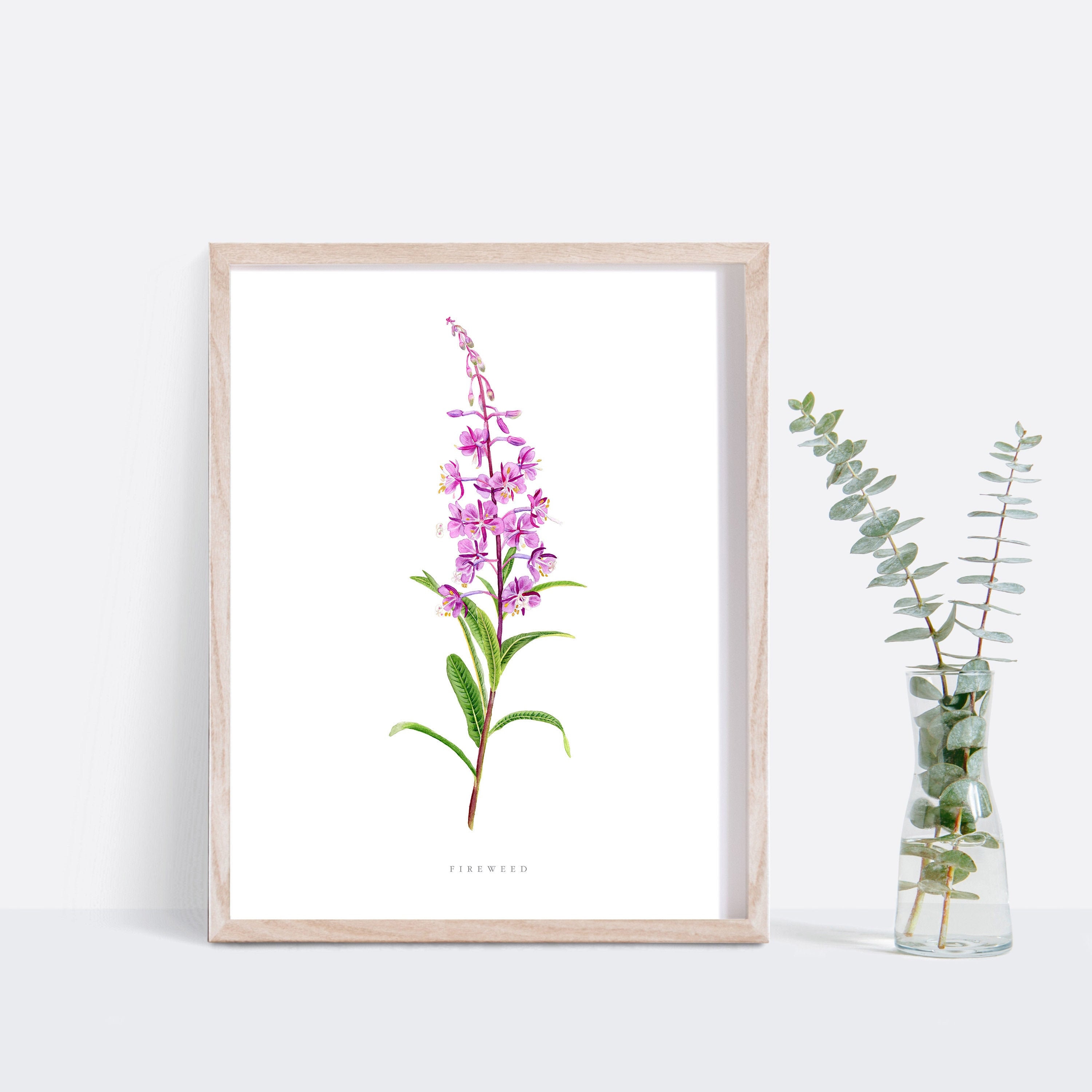 Fireweed Art Print Watercolor Fireweed Fireweed Botanical | Etsy